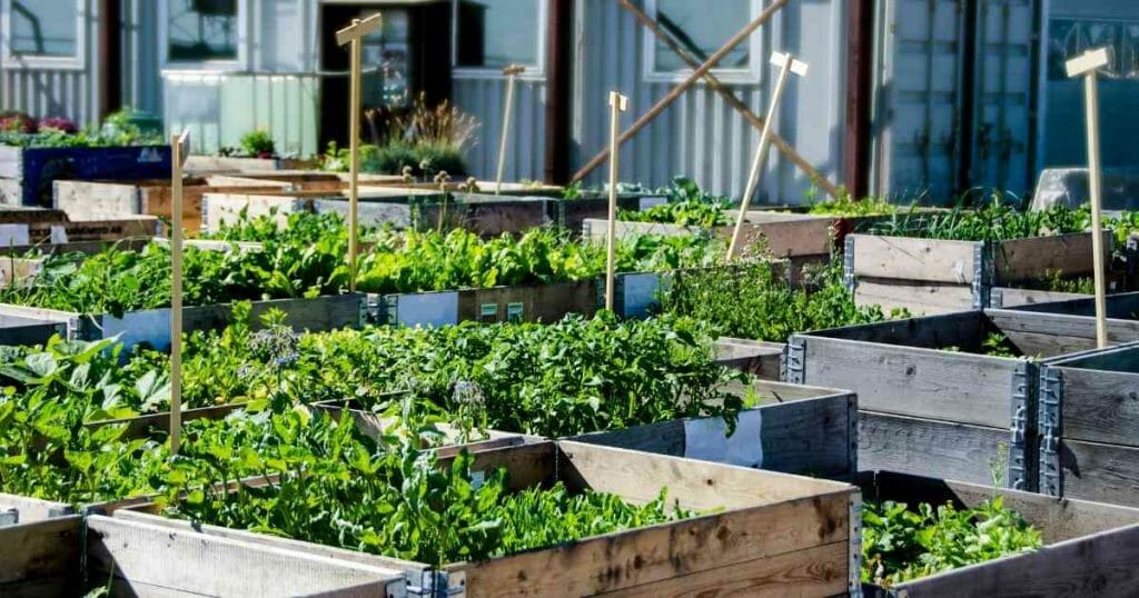 Urban Farming Benefits- Why You Should Practice Urban Farming